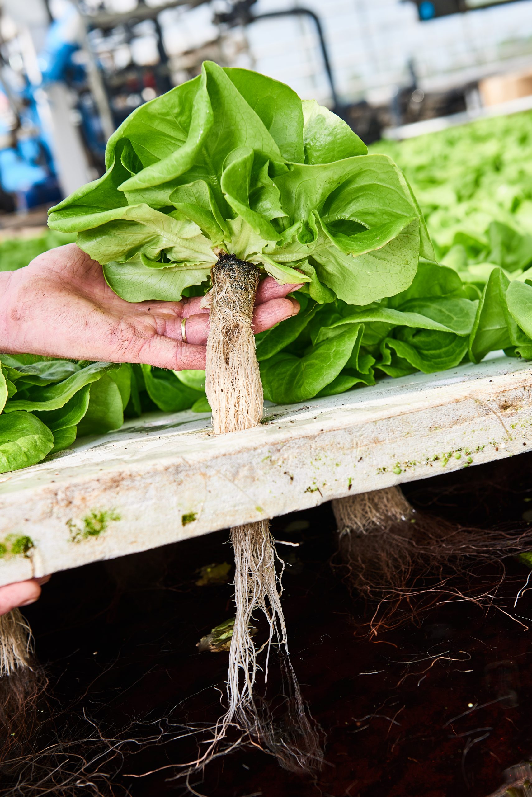 Growcoon gebruiker: Pacific Plug & Liner Invests in New Planting Line Technology – Maan Group